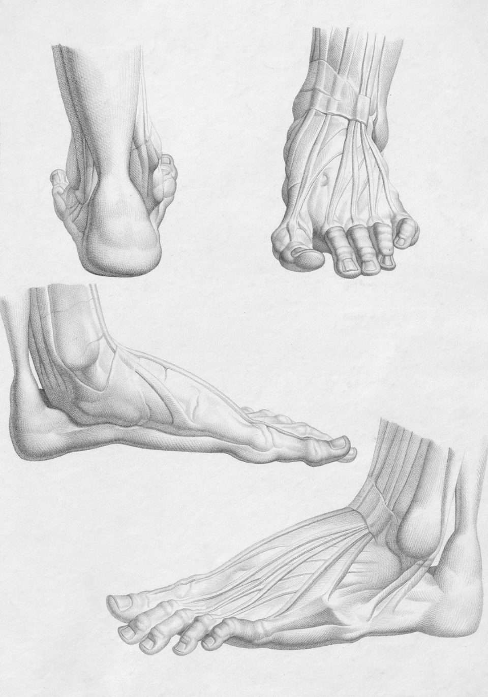 External Anatomy Labeling Guide - WP 301 Redirects